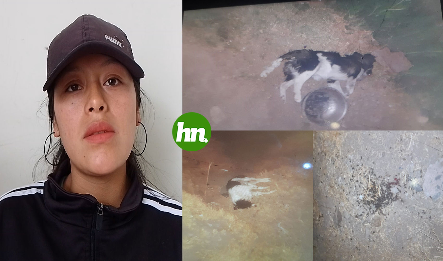 Vecinos denuncian envenenamiento masivo de mascotas