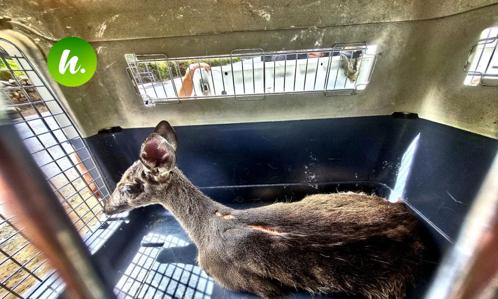¡Venado cola blanca rescatado en Yungar!