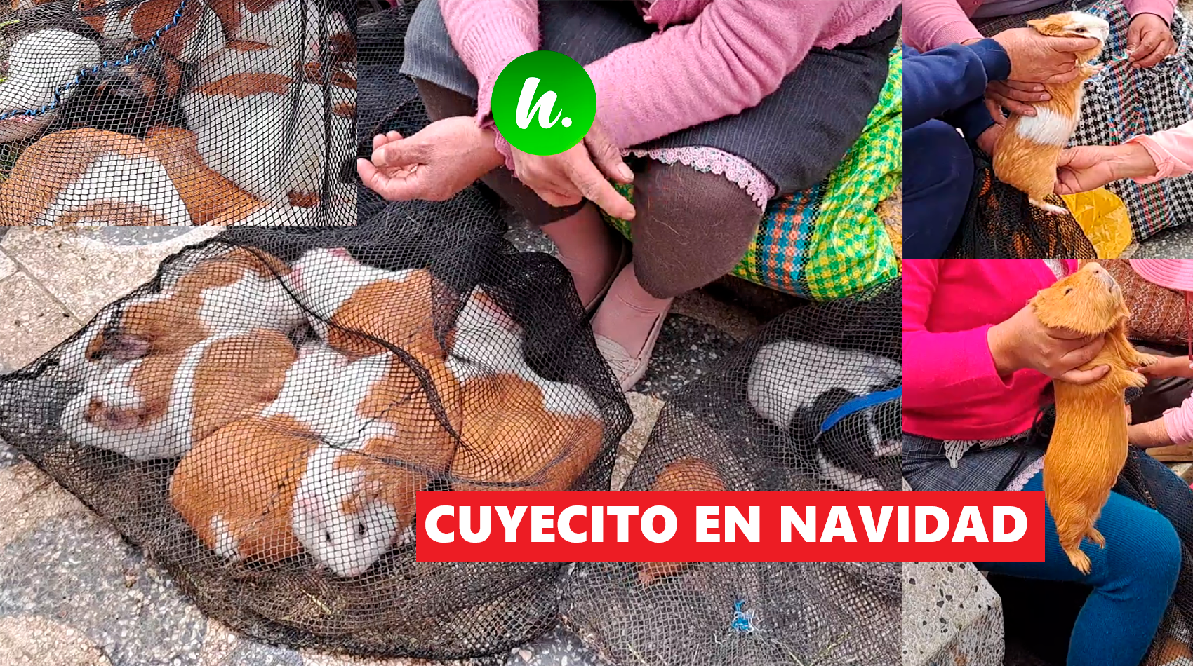 En Huaraz, el cuy quiere ser el rey de la cena navideña